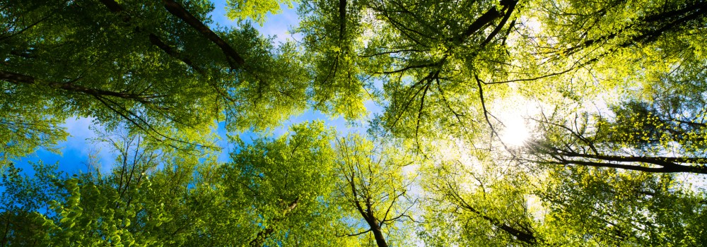 Climate, Energy, and the Environment