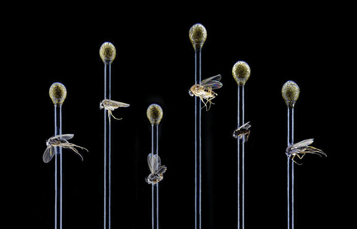 Planning for Cities of Awe